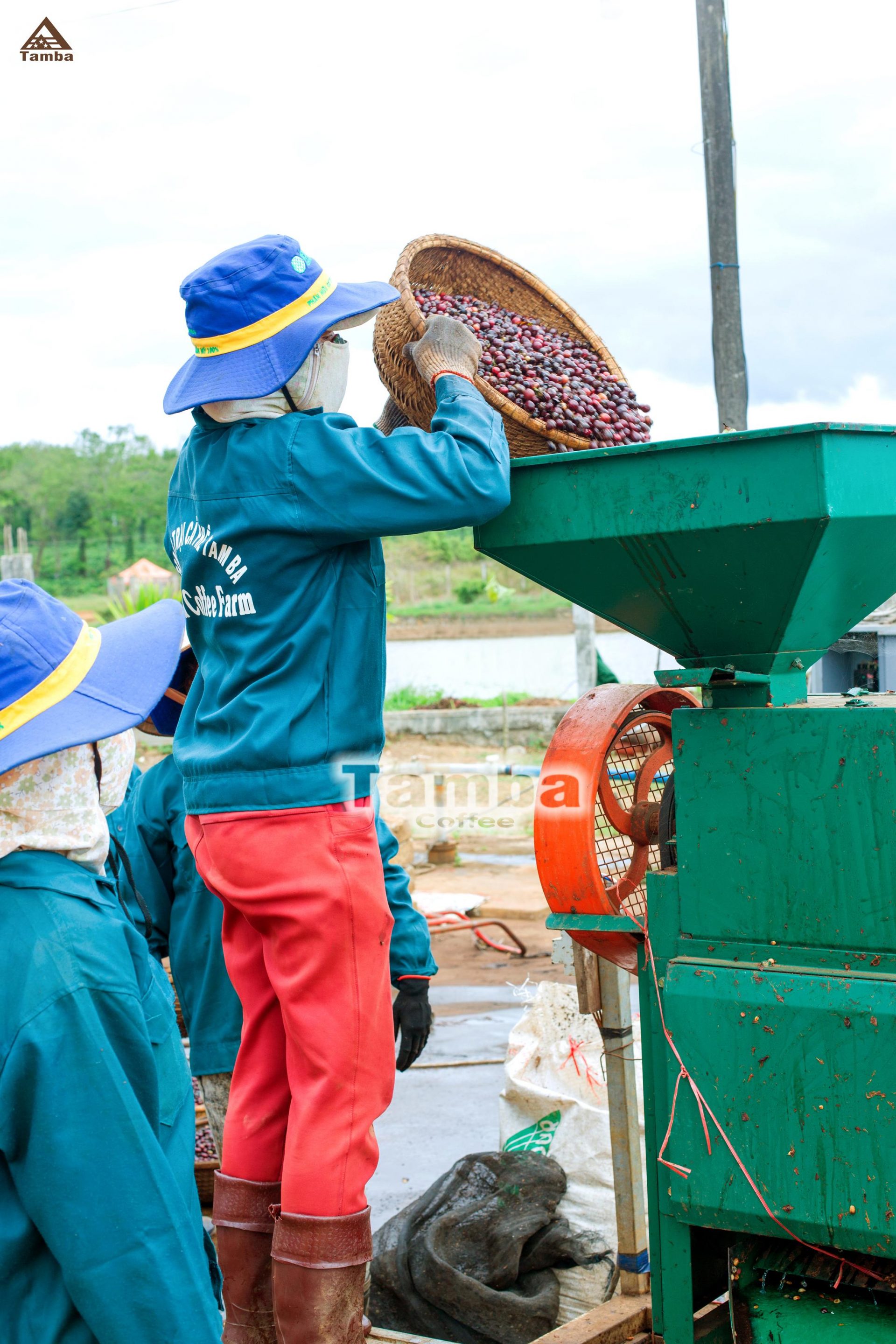 Tamba The Pure Coffee – TAMBA COFFEE